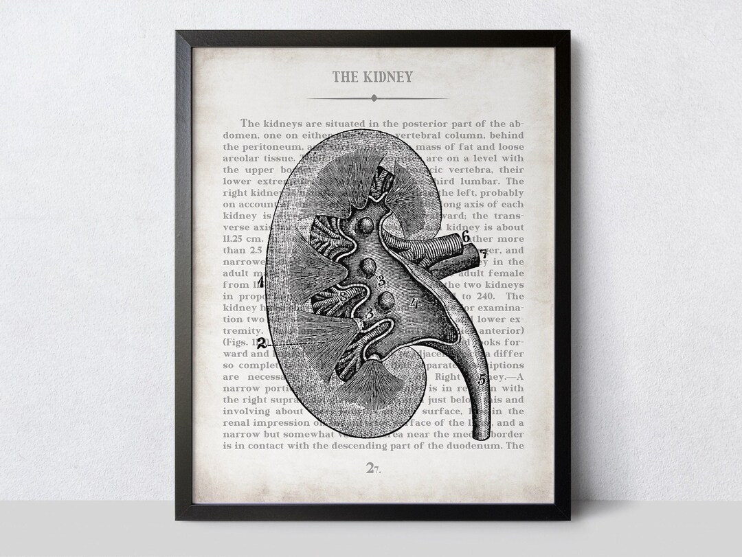 Kidney Art Vintage Anatomy Art Print Unique Gift for Urologist - Etsy ...