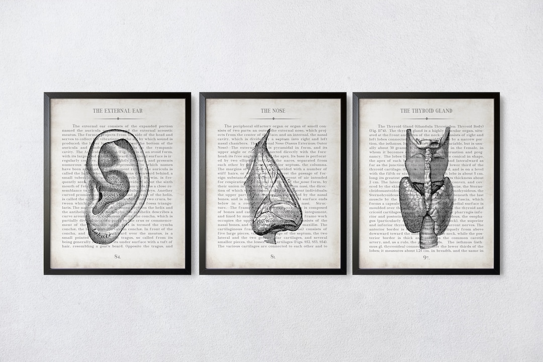 ENT Gift Ear Nose and Throat Vintage Anatomy Art Print Set of 3 ENT ...