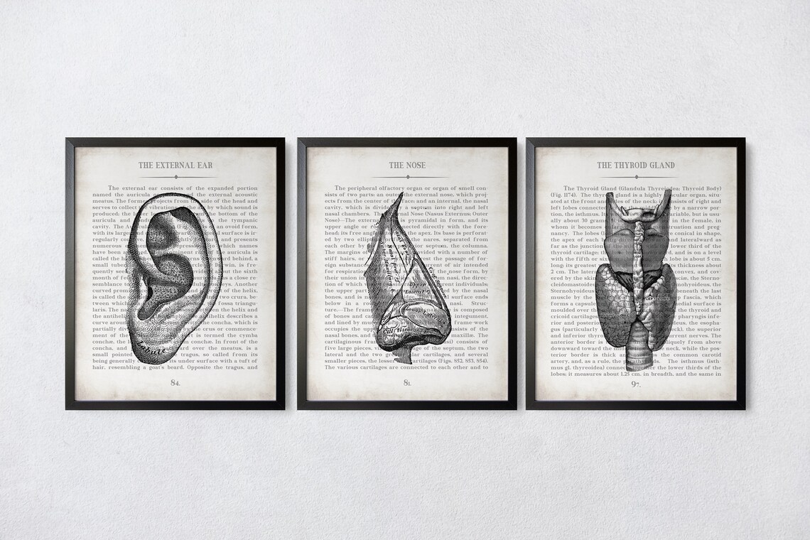 ENT Gift Ear Nose and Throat Vintage Anatomy Art Print Set of - Etsy