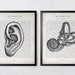 Vintage Ear Anatomy Art Print Set: Audiology Gift, Christmas Gift - Etsy