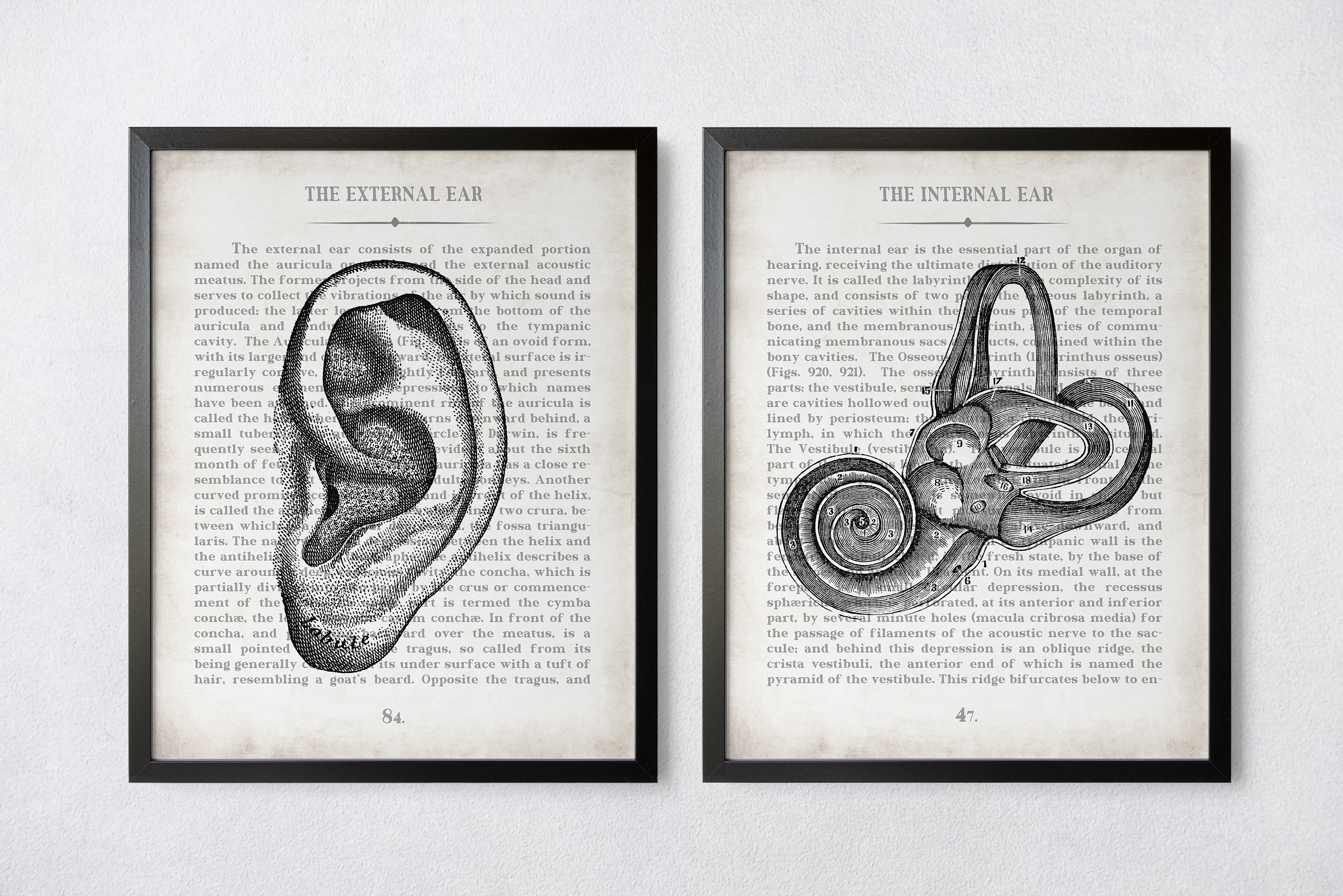 Vintage Ear Anatomy Art Print Set: Audiology Gift, Graduation Gift - Etsy