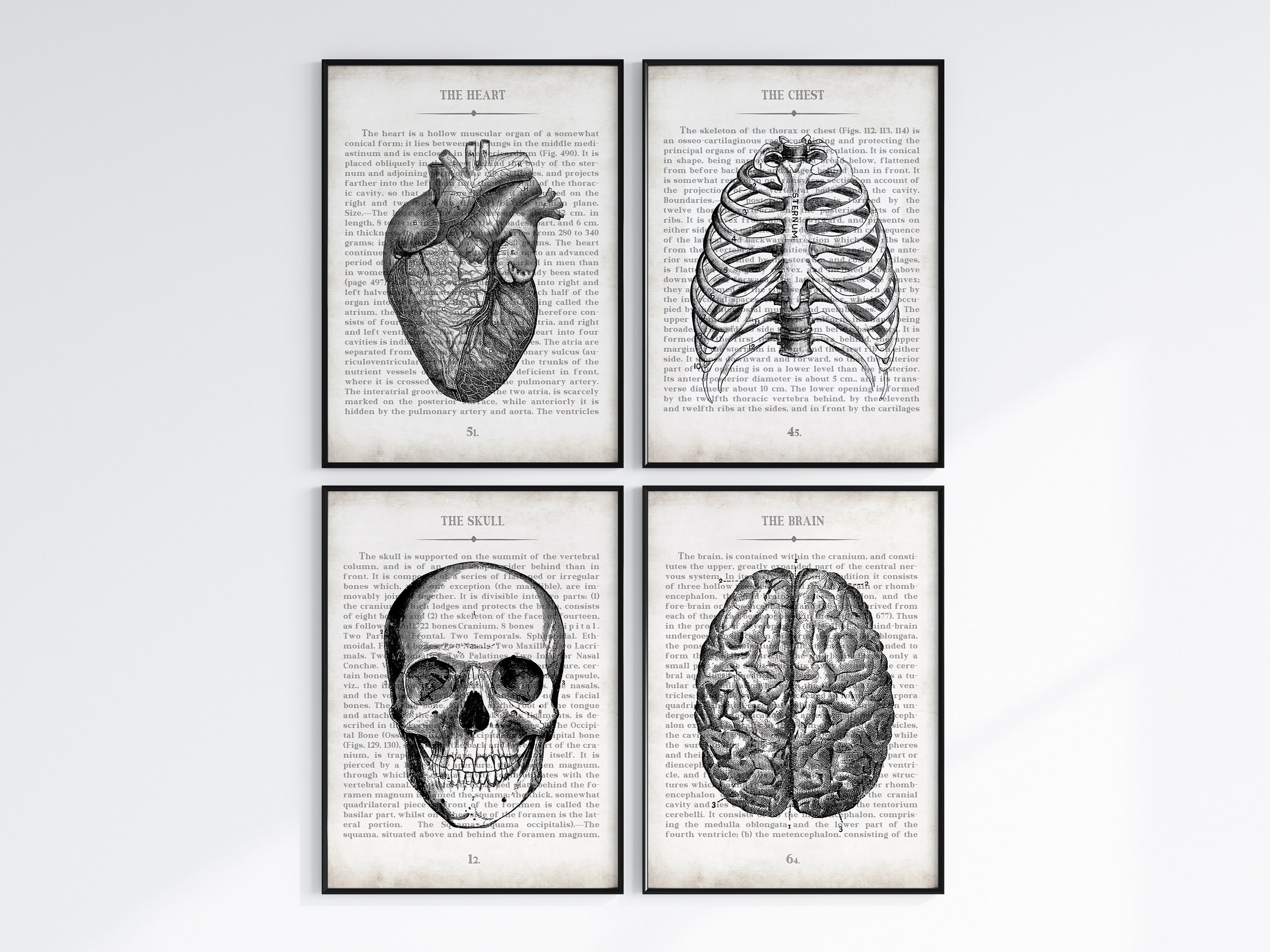 Medical Art, Set of 4 Vintage Anatomy Wall Art Prints, Doctor Office ...