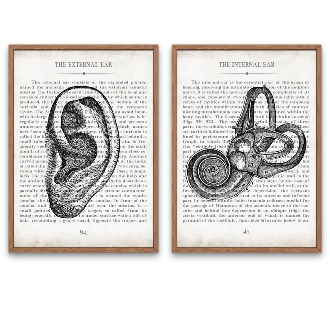 Ear Art Ear and Inner Ear Vintage Anatomy Art Print Set of 2 Audiology ...