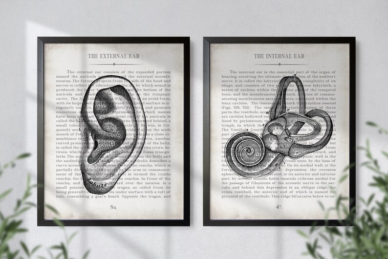 Ear Art Ear and Inner Ear Vintage Anatomy Art Print Set of 2 - Etsy