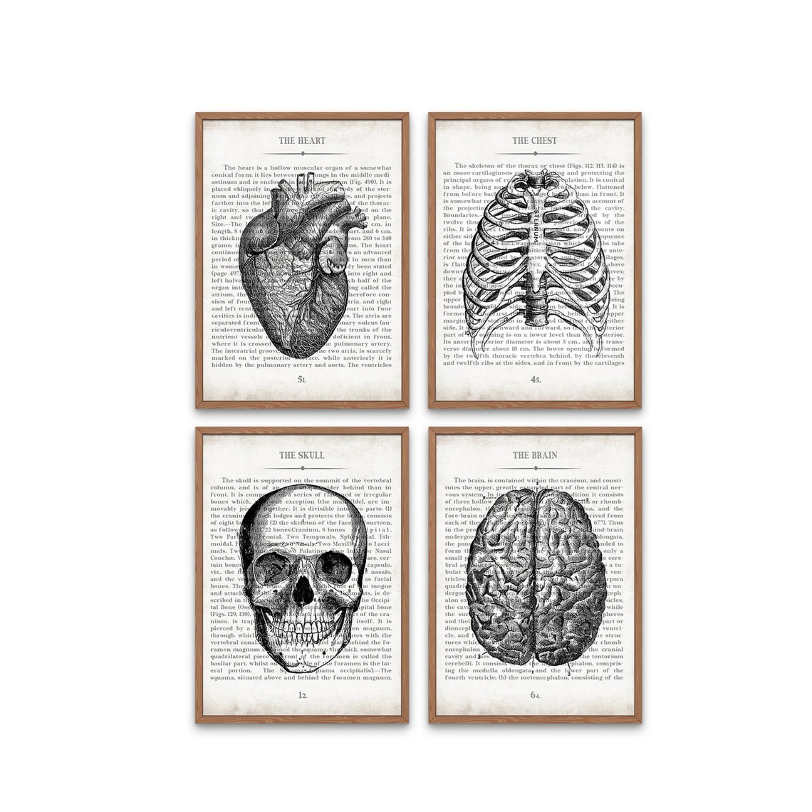 Medical Art Set of 4 Vintage Anatomy Wall Art Prints Doctor - Etsy