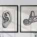 Vintage Ear Anatomy Art Print Set: Audiology Gift, Graduation Gift - Etsy