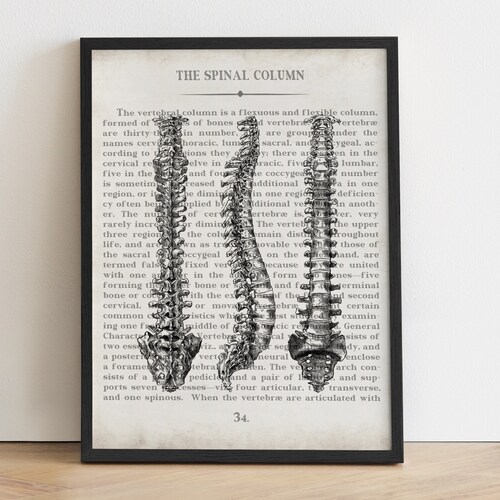 Spine Art Vintage Anatomy Art Print Unique Chiropractic Art - Etsy
