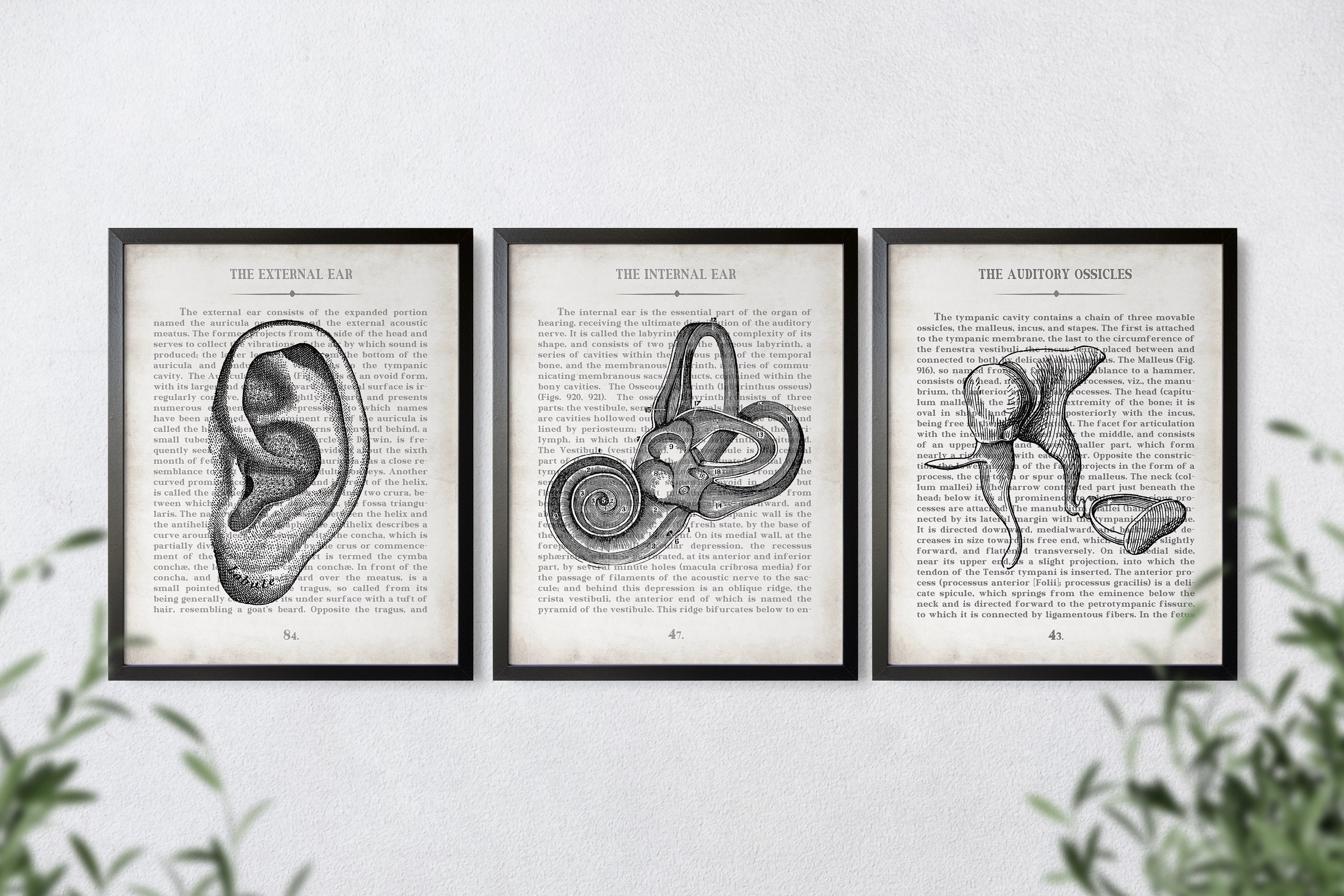 Ear Art Ear Inner Ear Ossicle Vintage Anatomy Art Print Set of - Etsy