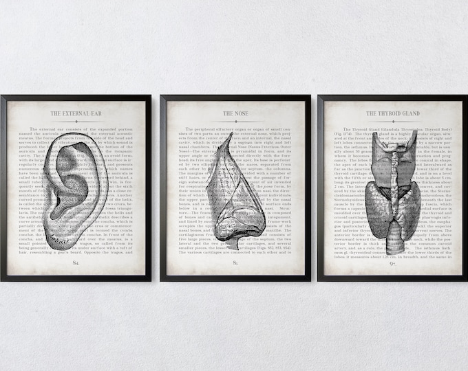 Eardrum Watercolor Print - Speech Path and Audiology and ENT Art - Ear ...