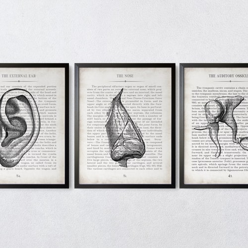 Ear Art Ear and Inner Ear Vintage Anatomy Art Print Set of 2 - Etsy