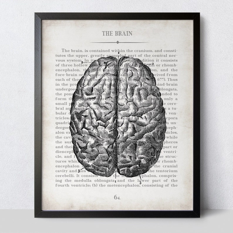 Vintage Anatomy Brain Art Print: Neurologist Gift, Medical Decor ...