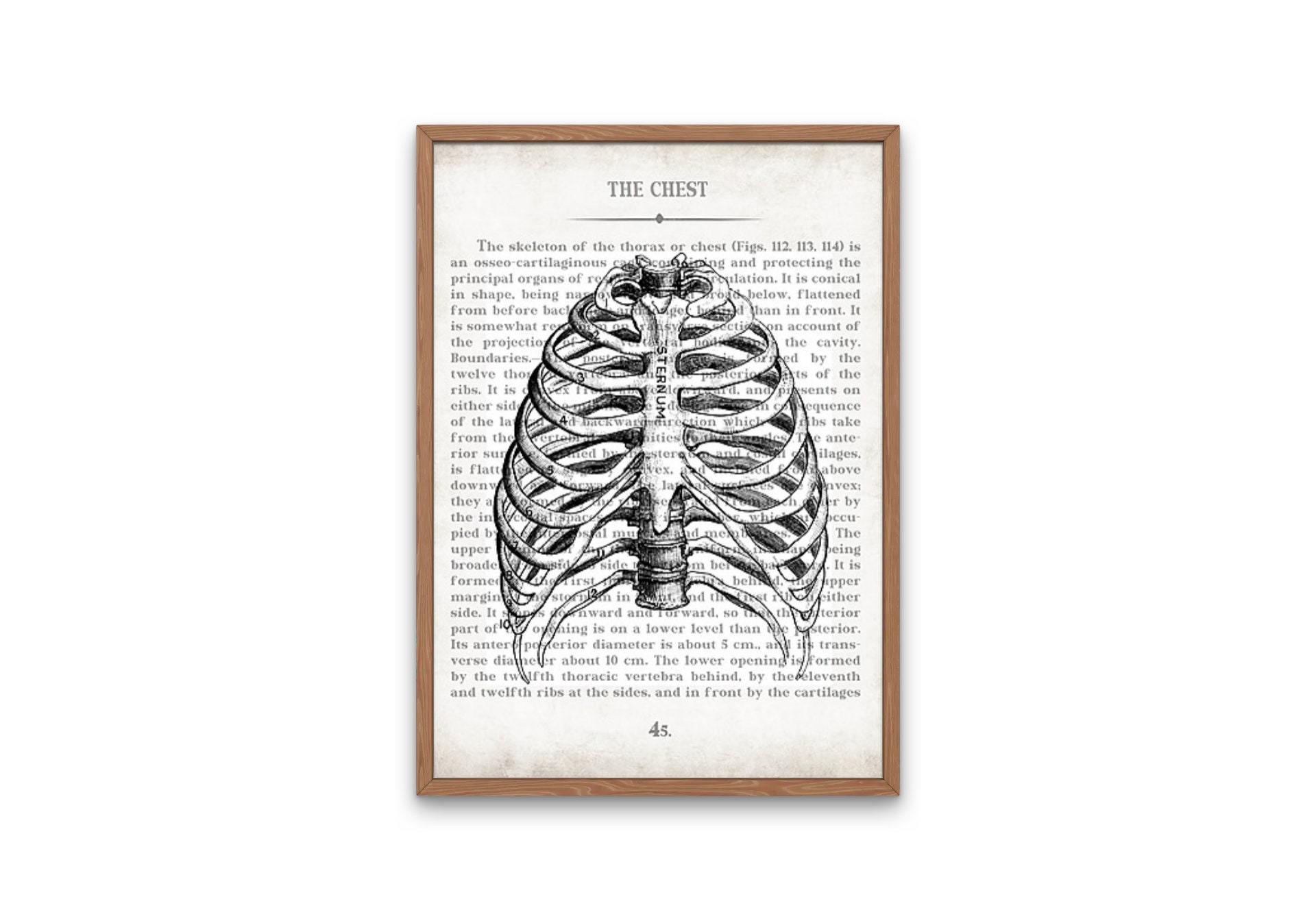 Medical Art, Set of 4 Vintage Anatomy Wall Art Prints, Doctor Office ...