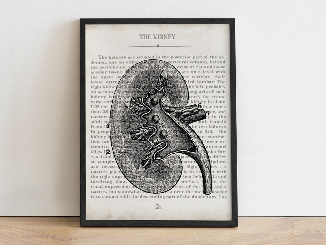 Vintage Kidney Anatomy Art Print: Gift for Urologist - Etsy Australia