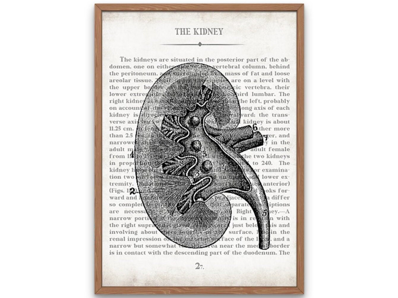 Kidney Art Vintage Anatomy Art Print Unique Gift for Urologist - Etsy ...