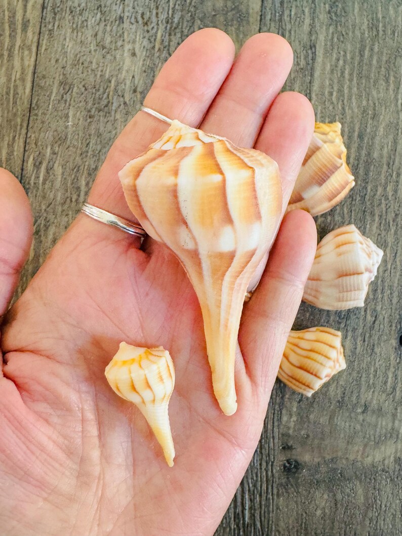 Lightning Whelks Set of 9 (yellow/orange) Ethically Collected - Etsy