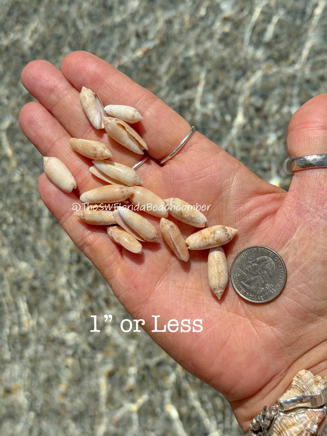 15 Lettered Olive Shells, Beach Jewelry Supplies, 1 Inch - Etsy