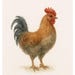 Rooster | Printable Bible Image | Christian Watercolor Art for Sunday ...
