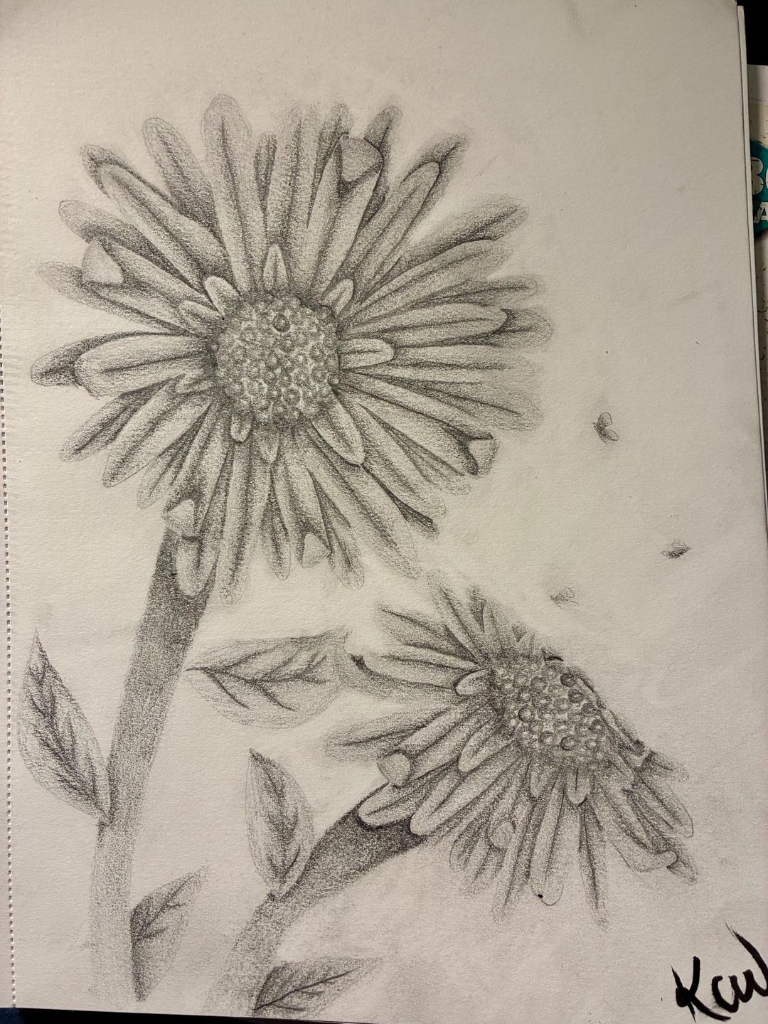 Graphite Sunflowers and Butterflies Drawing - Etsy