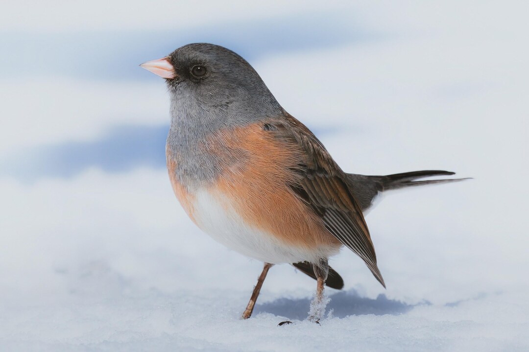 Dark-eyed Junco Bird Print – Snowy Morning Photo | Colorado Winter Wall ...