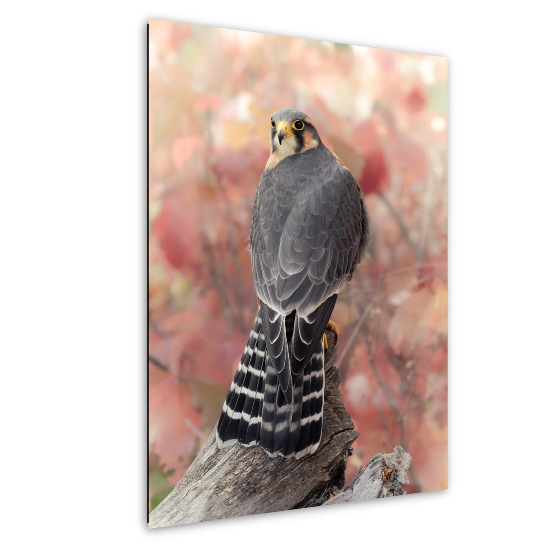 Aplomado Falcon Wall Art – Fall Bird Photo Print | Wildlife Photography ...
