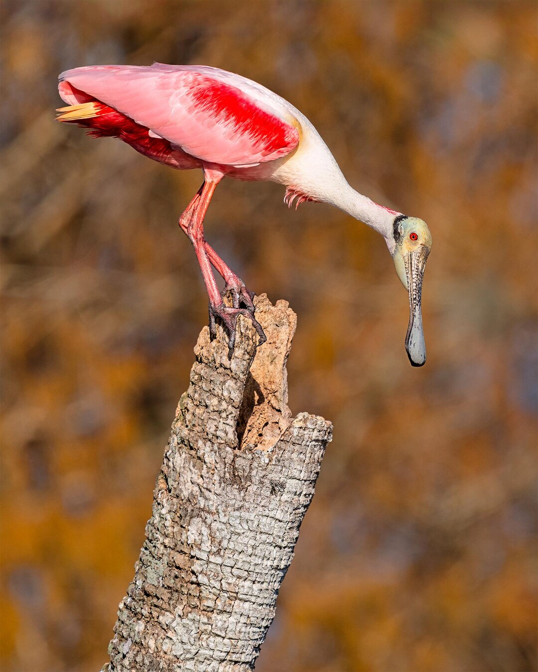 Roseate Spoonbill Fine Art Print | Orlando Wetlands Bird Photography ...