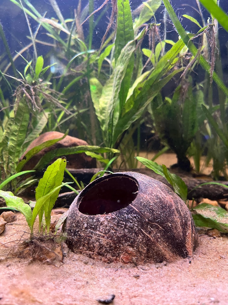 Handmade Natural Coconut Hide: Aquarium & Terrarium Decor. Ideal for ...