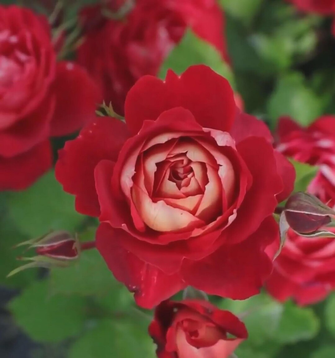 Dominique Massad Rose | Rare French Garden Rose | Fragrant Blooms ...