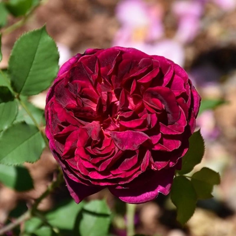 Rose Own Root Plants - Etsy