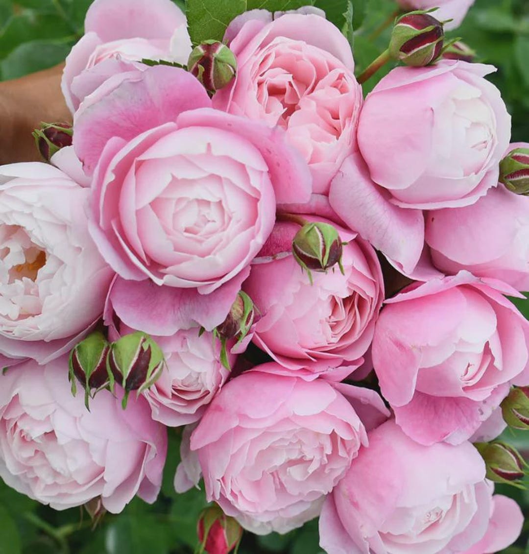 1 Gallon Plume- Own Root Rose Sale –buy 3 Save Fifteen Percent – No ...