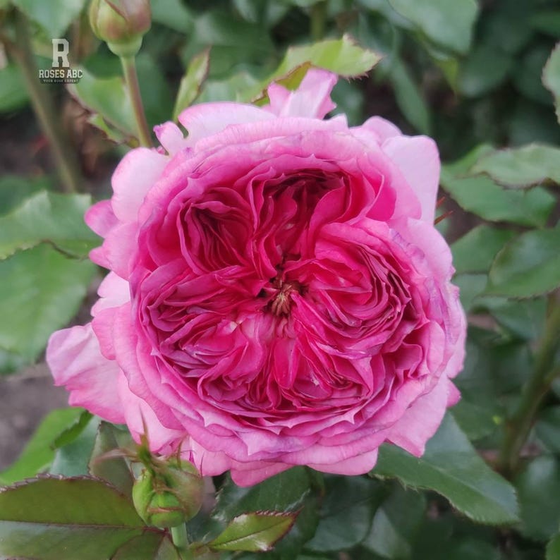 Thierry Marx Rose | Blush Beige Cupped Rose | Lightly Fragrant Rosette Bloom | Elegant Japanese ...