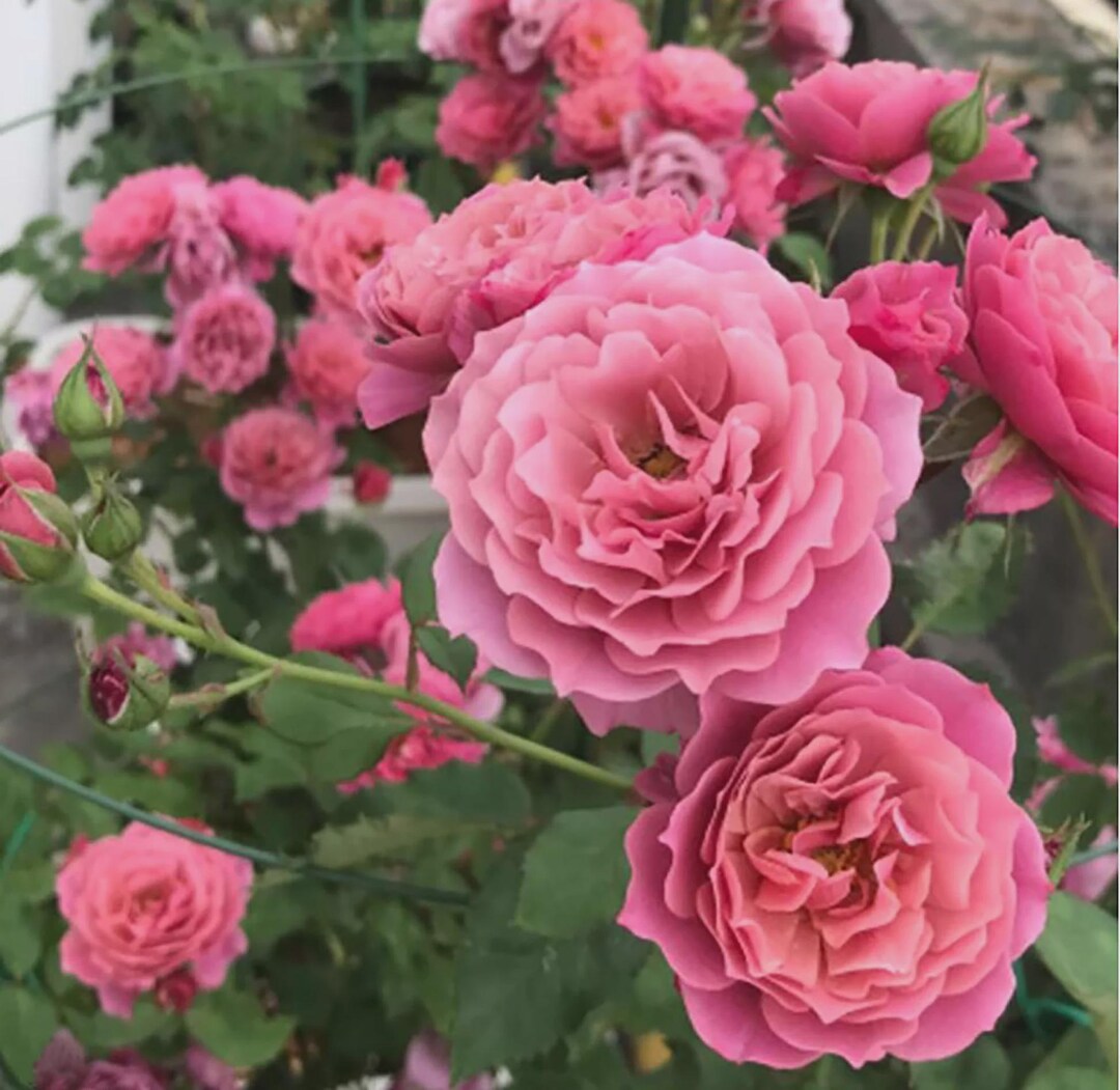 AOI Japanese Rose – Rare Lavender Pink Blooms | Live Heirloom Plant - Etsy