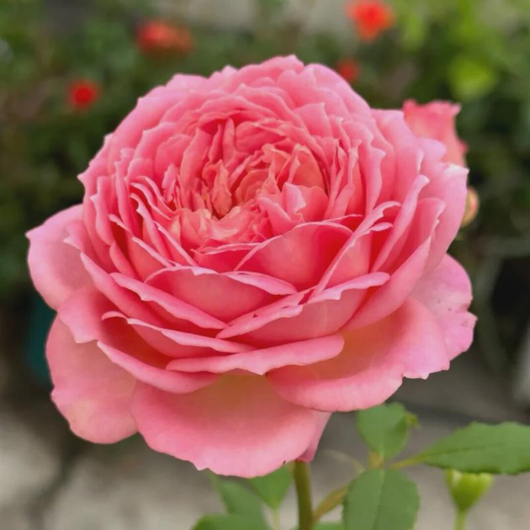 Julibee Celebration - in Stock, Ships Within 1 Week · Buy 3 Get 1 Free ...