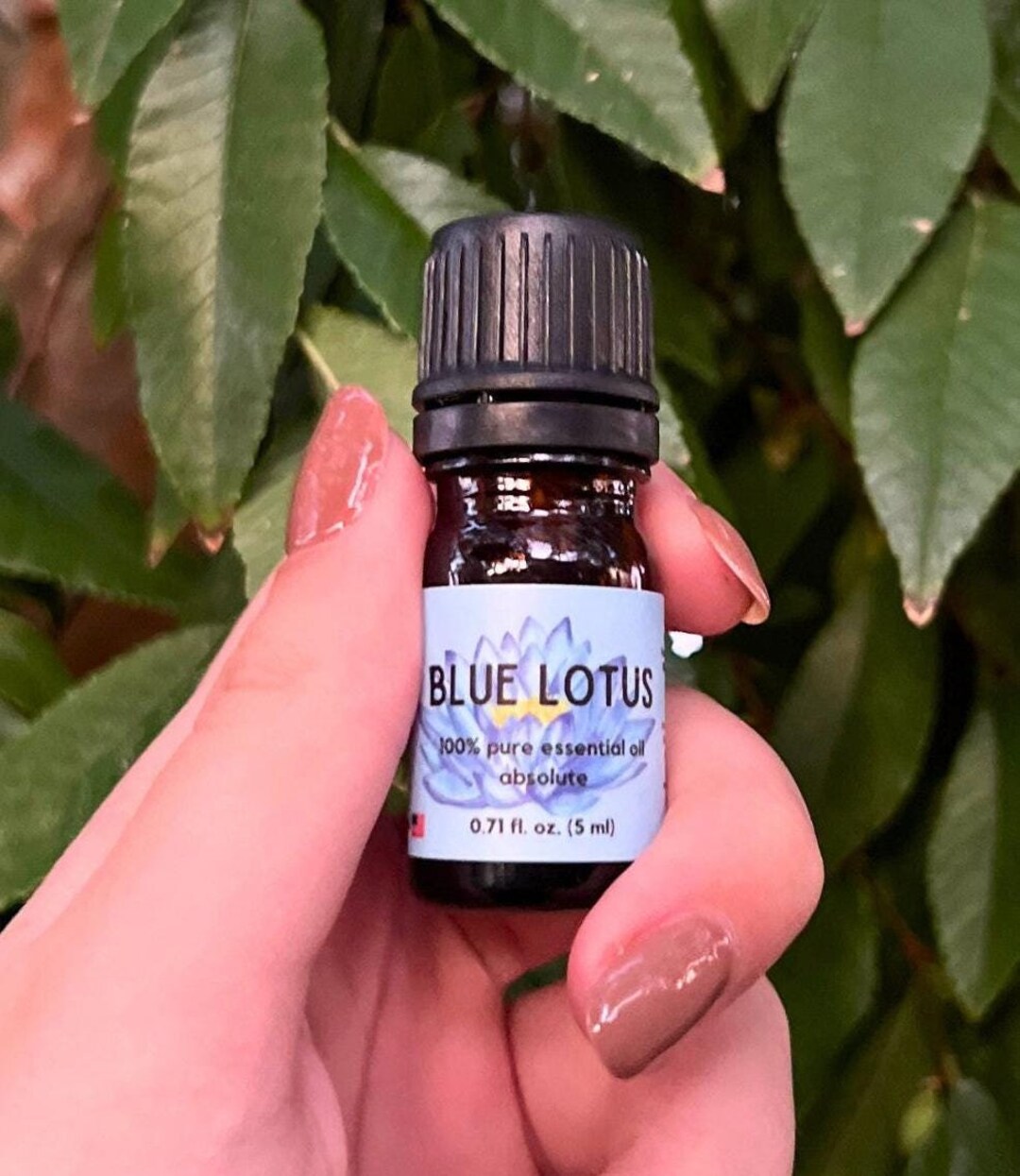 Blue Lotus Absolute Essential Oil: Tranquility & Serenity (5ml) - Etsy