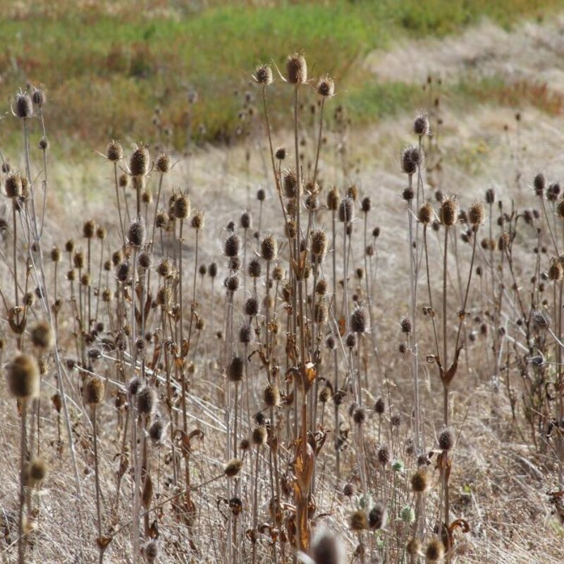 Teasel - Etsy