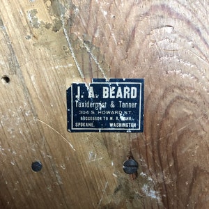 Old Whitetail Buck Taxidermy Mount, Lodge Decor, Man Cave, Hunting ...