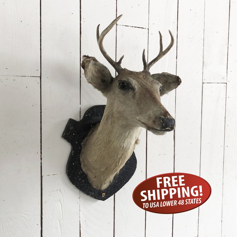 Real Mounted Deer Head - Etsy