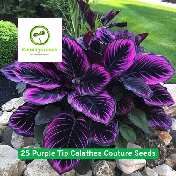 Purple Hosta Plant - Etsy