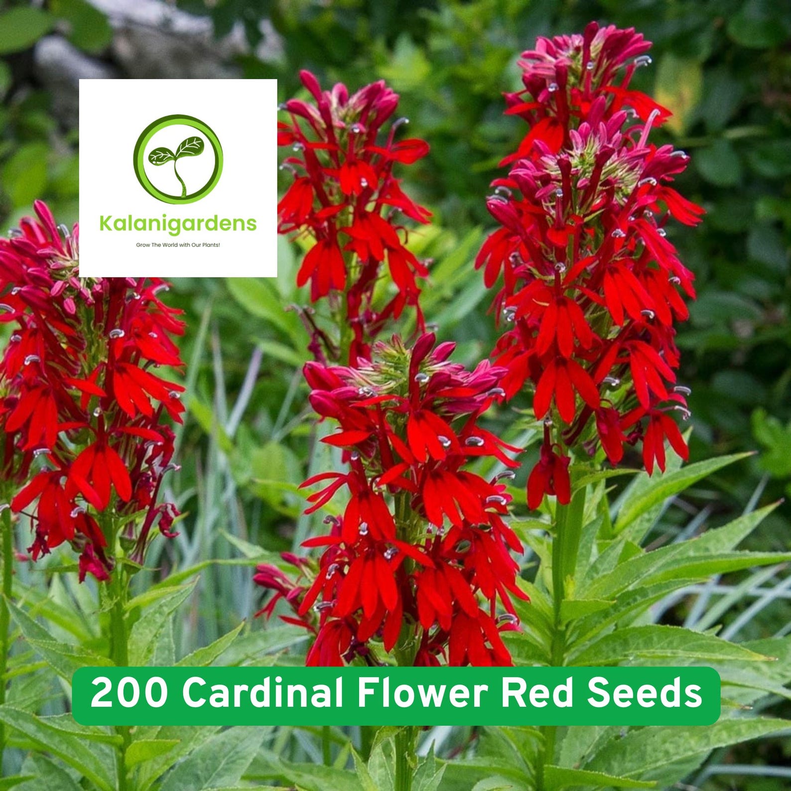 200 Cardinal Flower Seeds, Vibrant Red Perennial Blooms, Hummingbird ...