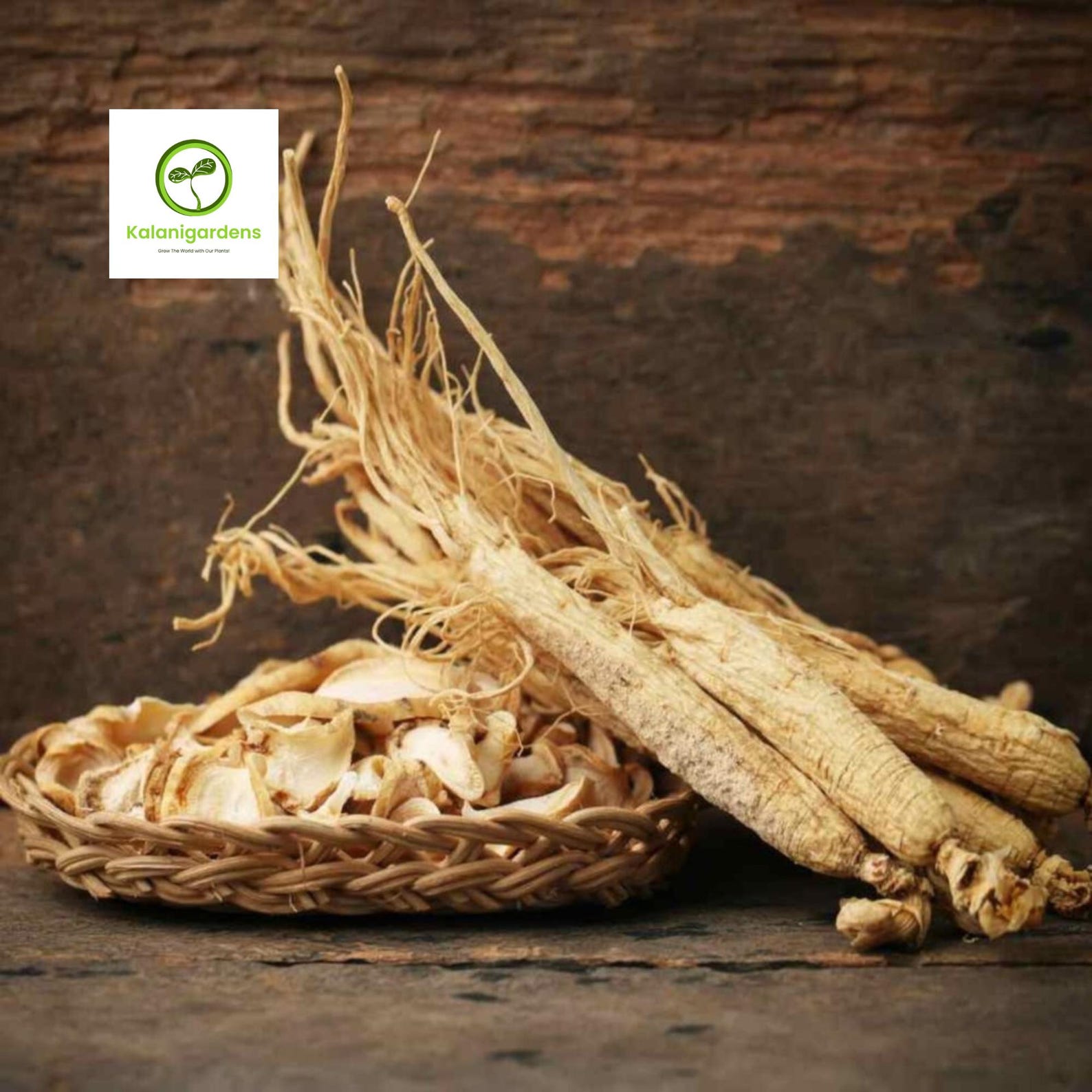 10 Asian Ginseng Seeds, Panax Ginseng Perennial Herb for Planting, Non ...