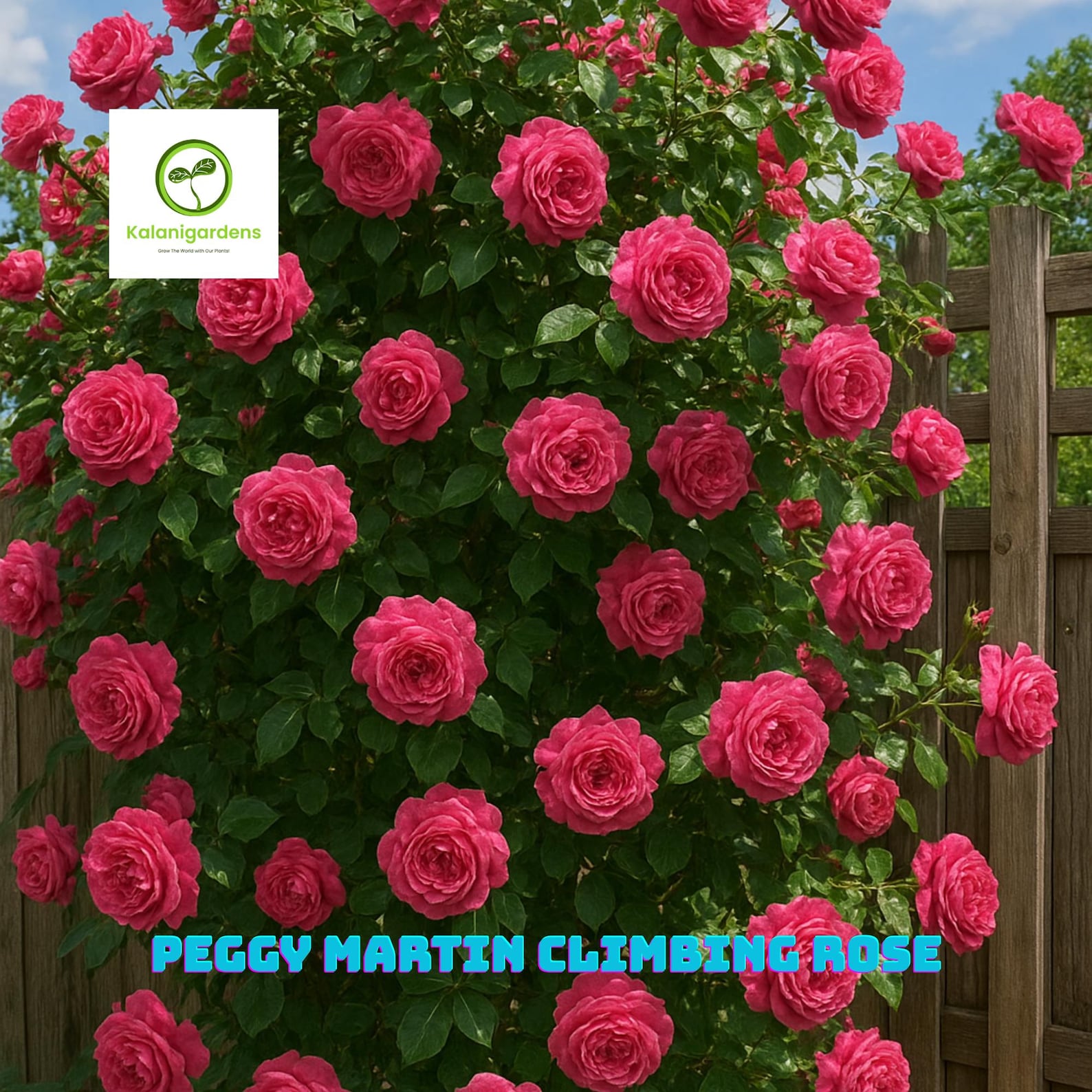 5 Fresh Cuttings Peggy Martin Climbing Rose, Cold Hardy, Thornless ...