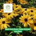 Rare Black Eyed Susan ‘indian Summer’ Live Plant, Rudbeckia Hirta ...