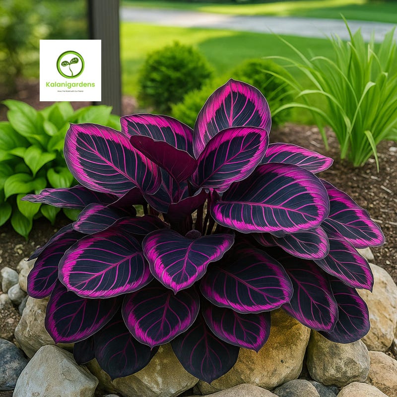 Purple Hosta Plant - Etsy