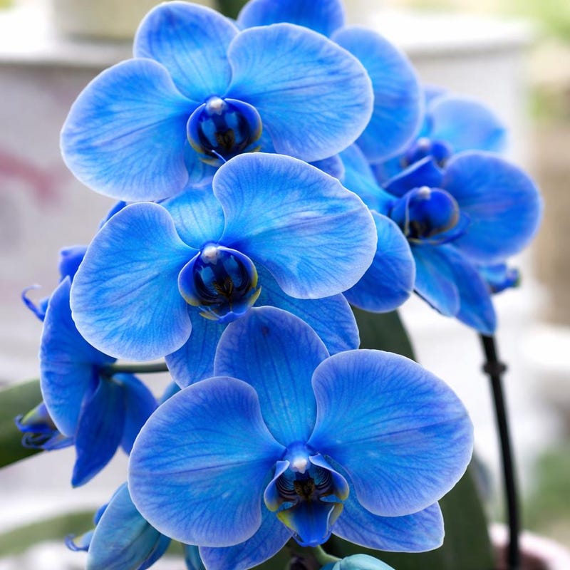 Orchid Seeds - Etsy