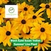 Rare Black Eyed Susan ‘indian Summer’ Live Plant, Rudbeckia Hirta ...