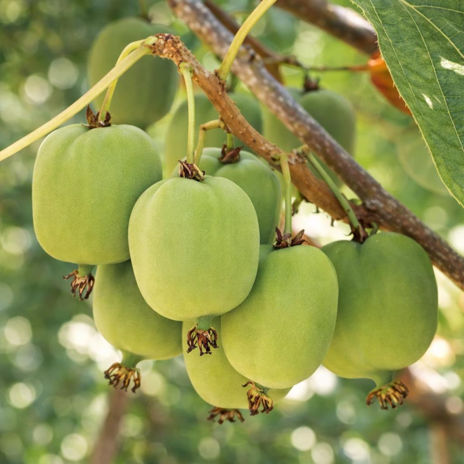 Issai Hardy Kiwi Starter Plant, Self Pollinating, Cold Hardy Fruit Vine ...