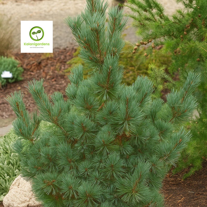 Southwestern White Pine Tree (pinus Strobiformis), Cold Hardy, Fast ...