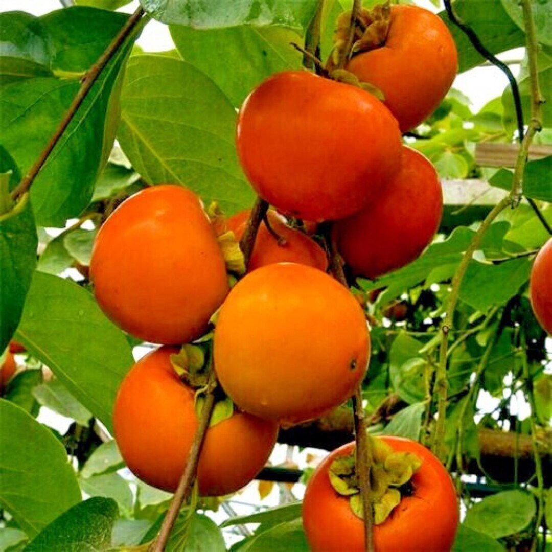 American Persimmon Tree Bare Root 12–24” Tall – Diospyros Virginiana ...