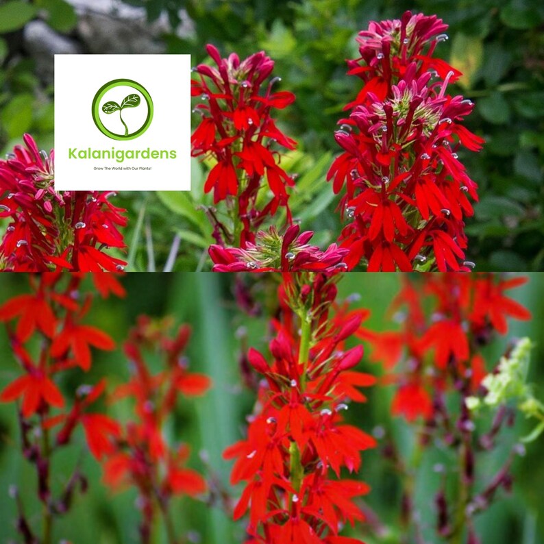 200 Cardinal Flower Seeds, Vibrant Red Perennial Blooms, Hummingbird ...