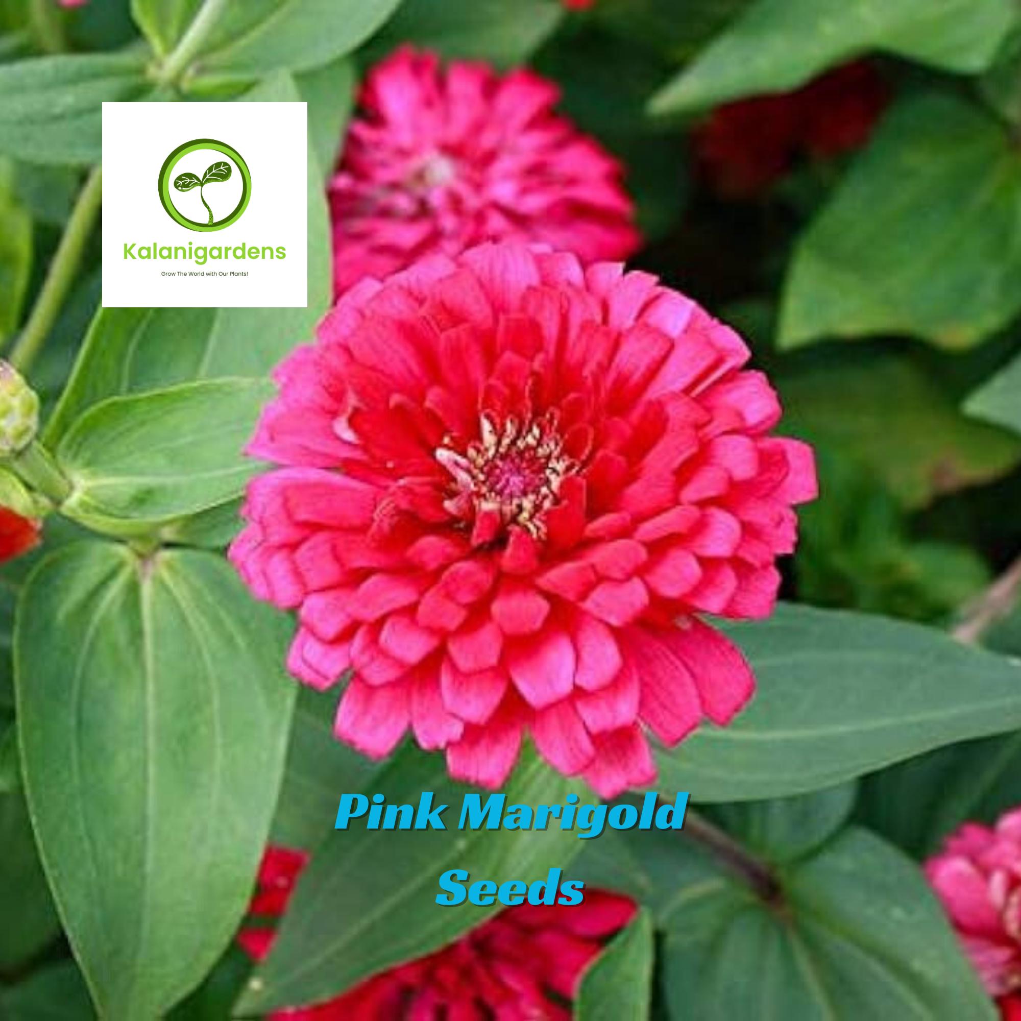 25 Pink Marigold Seeds, Unique Pink Blooms, Rare Garden Flower ...