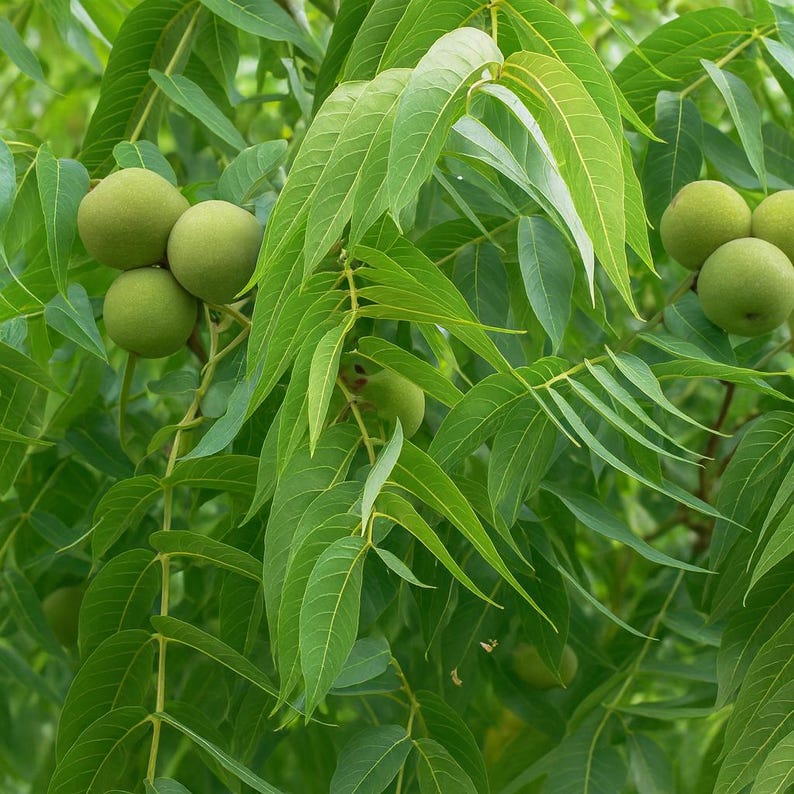 10 Black Walnut Tree Seeds, Juglans Nigra, Edible Heirloom Planting - Etsy